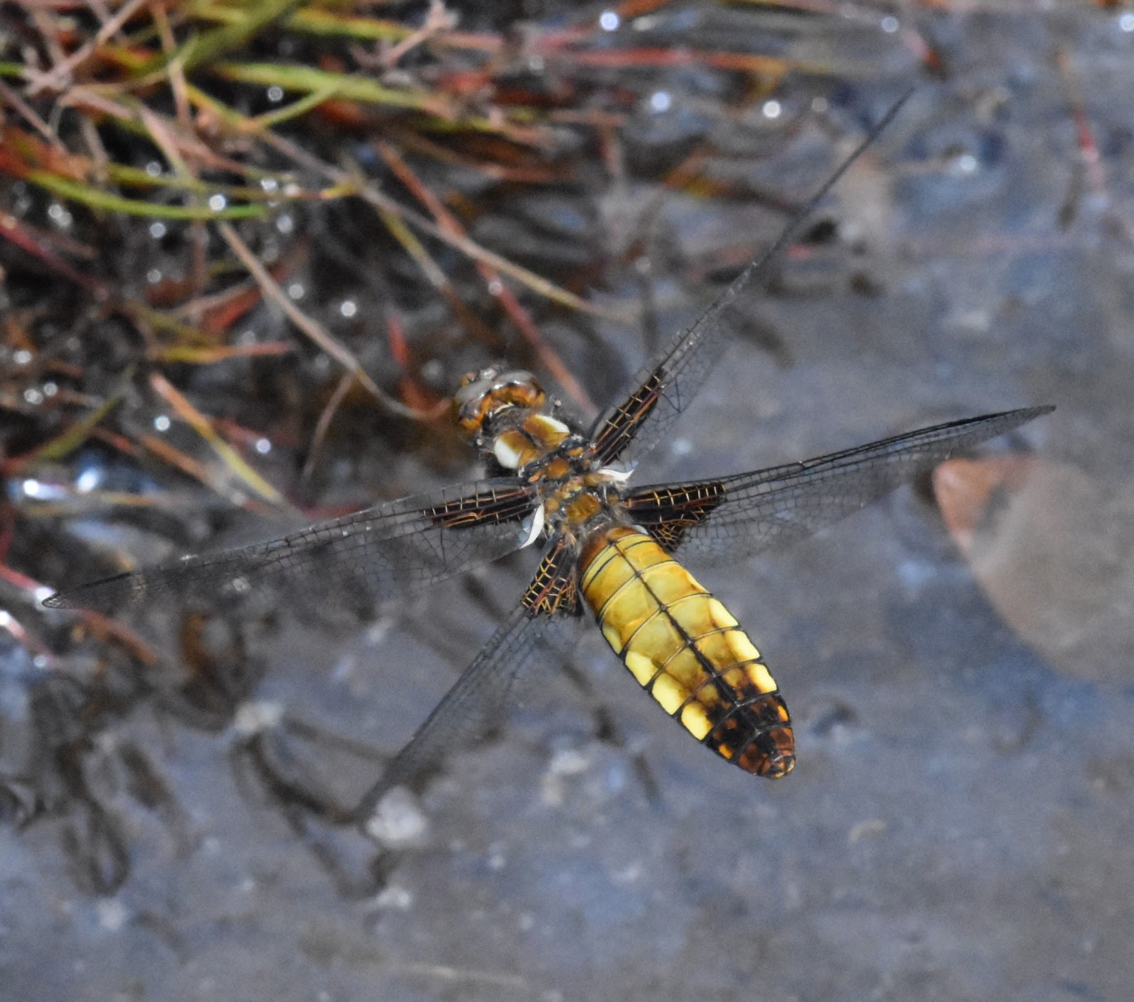 The Bald Birder (and Moffer): Broad-bodied Chaser - Hothfield Common ...