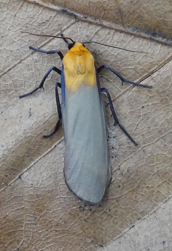 MERSEA WILDLIFE: AUTUMN MOTHS