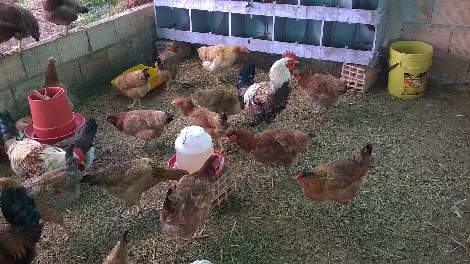 POLLO CAMPESINO AUTOCTONO ANDINO: BIENVENIDA