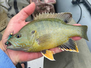 Texas Sunfish Identification Guide