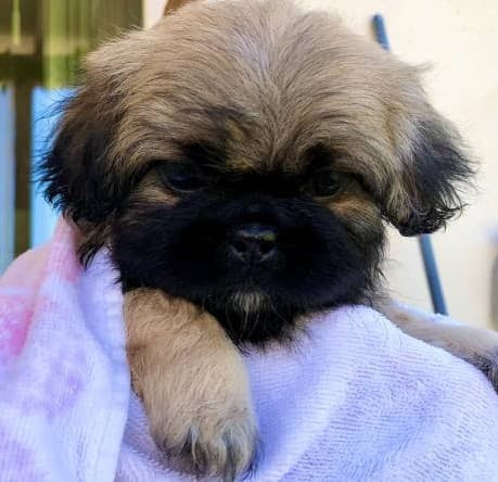 Two Beijing Dog Male (San Diego) - stylisheve7.com