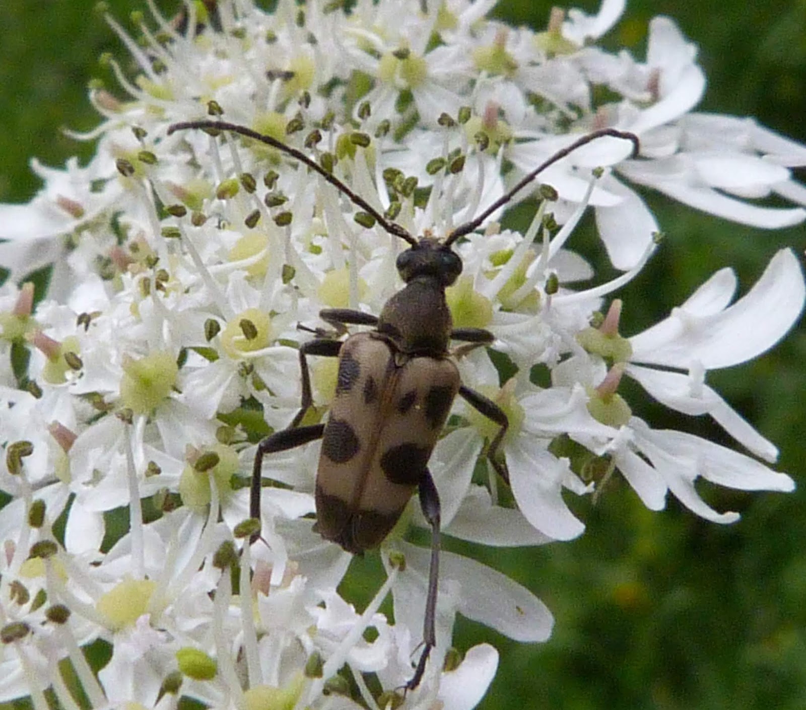 Insects of Scotland: Other Beetles