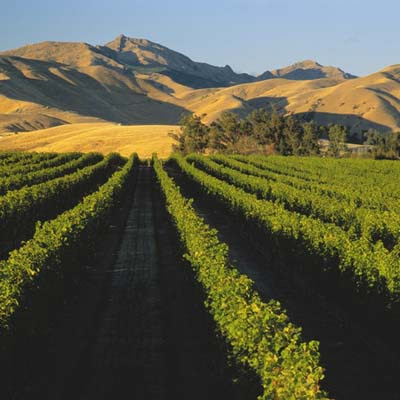 Beautiful South Africa: Walker Bay Wine Route