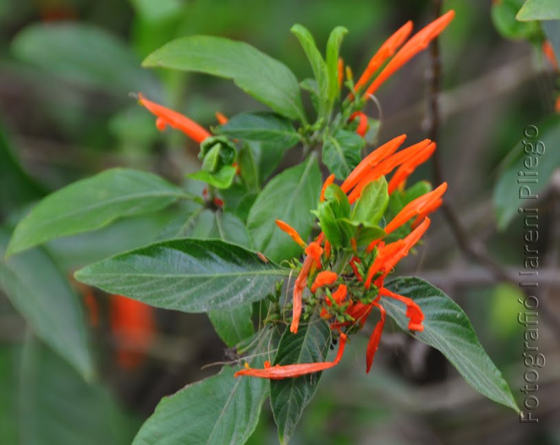 La salud en tu jardín: Muicle - Justicia spicigera Schlecht.