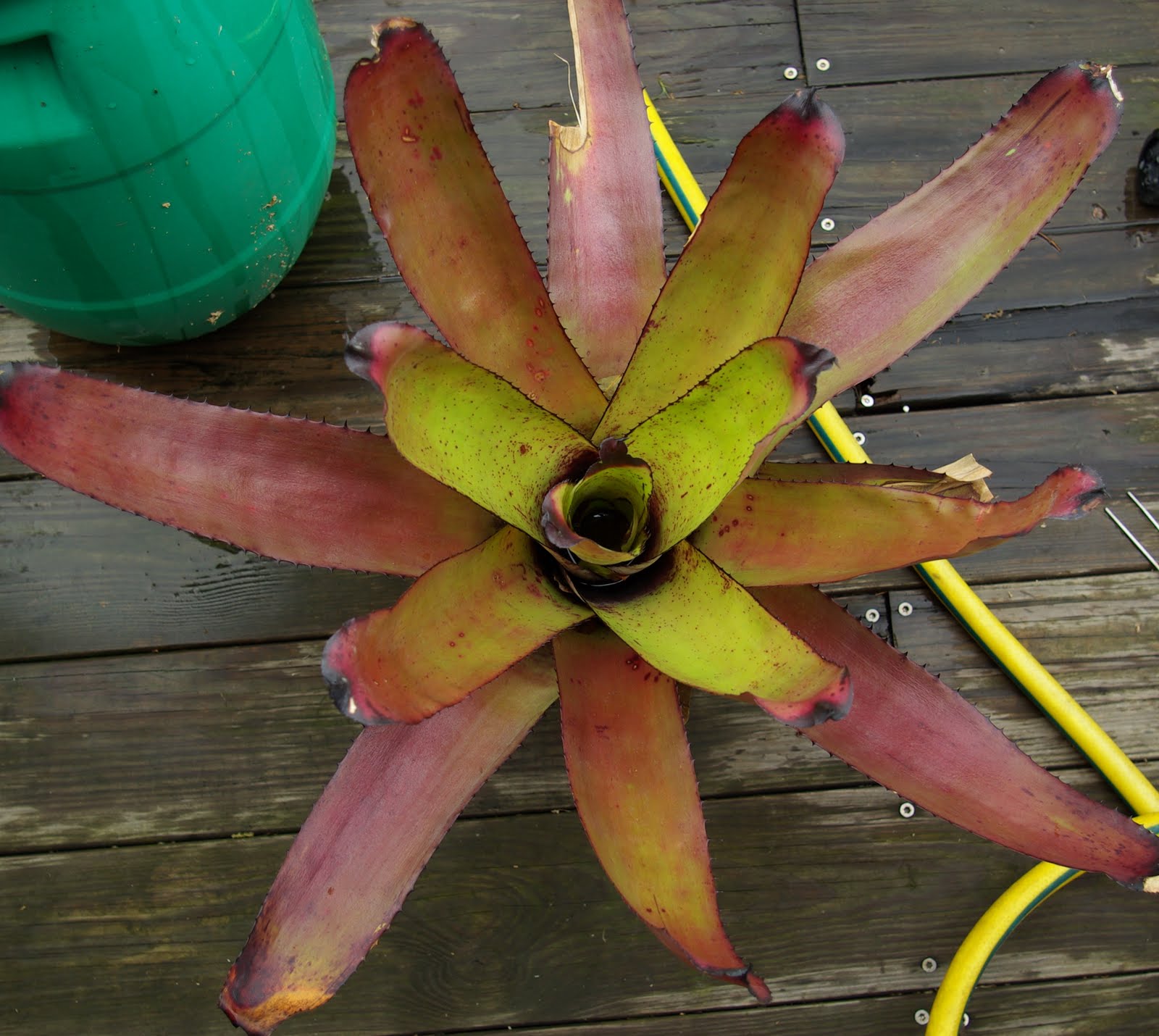 Johnson's bromeliads & falconry: Neoregelia carcharodon 'Rainbow'