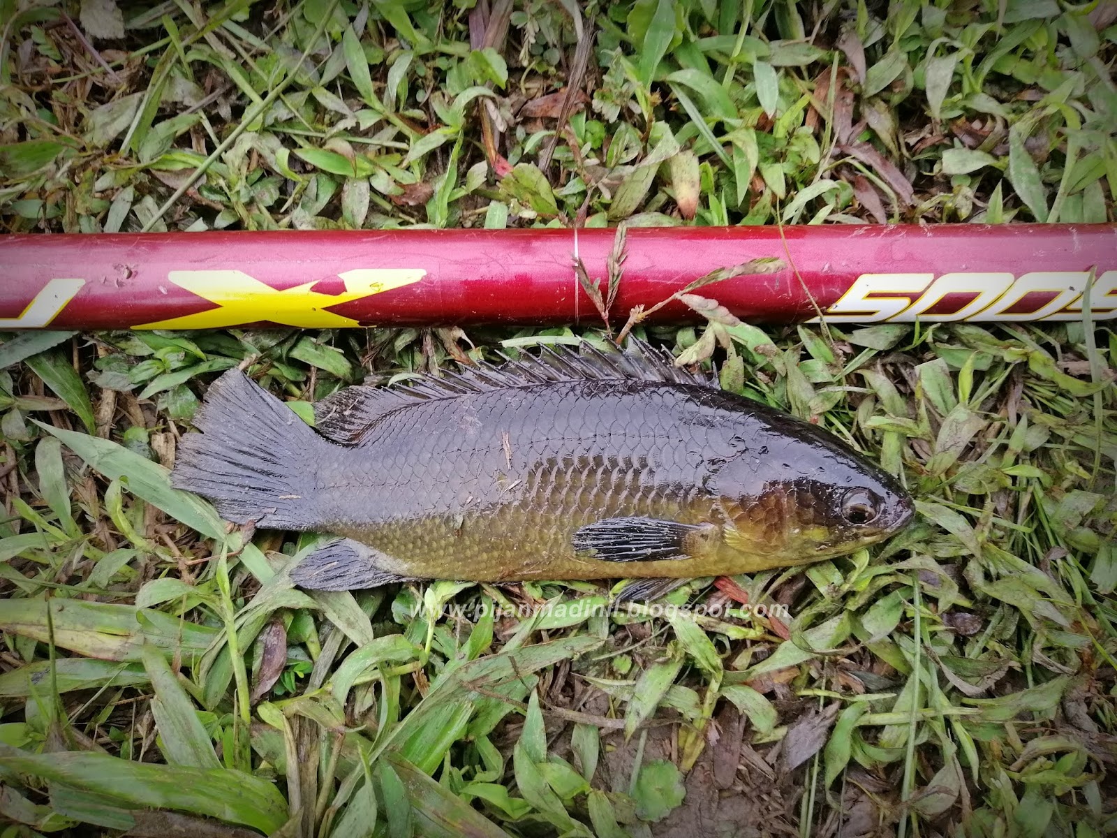 The Other Side of Me: Ikan Puyu @ Climbing Perch #4-5/2019