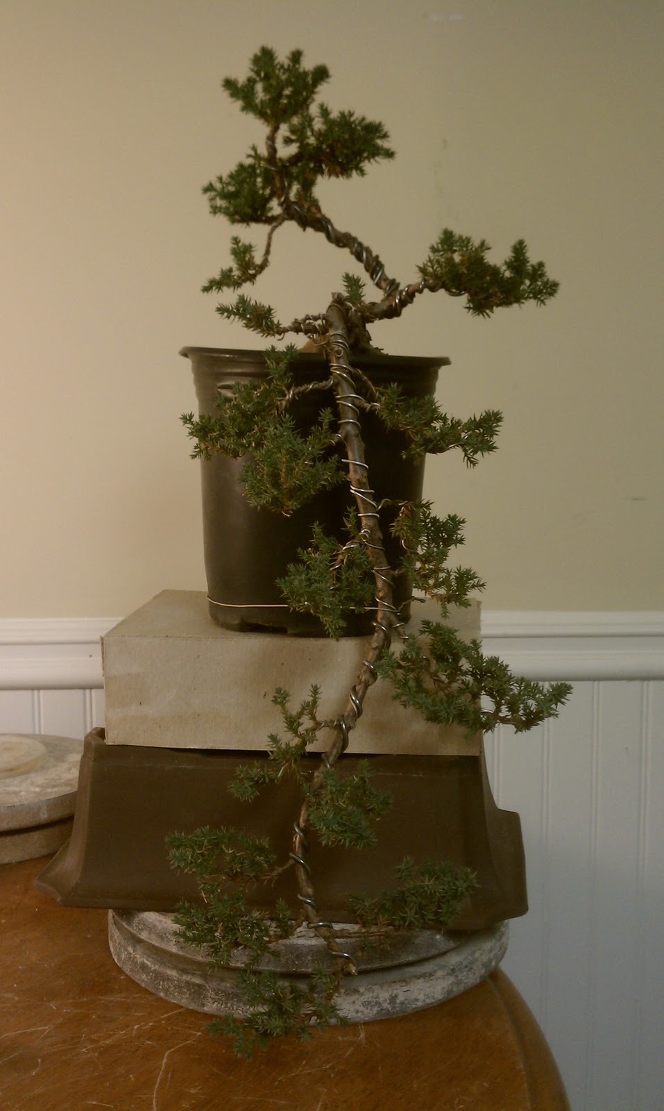 Bodhisattva Bonsai: Cascade Juniper #2 Update
