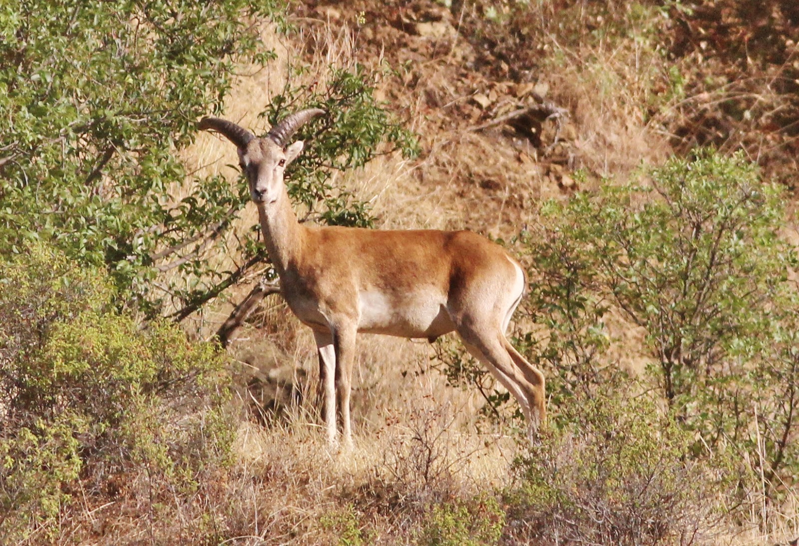 Mammals of Cyprus - Τα θηλαστικά της Κύπρου by George Konstantinou ...