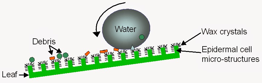 Biomimicry Design: Inspired by Nature: Lotus Leaves Inspire Self ...