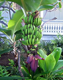 Musa Golongan Musa L. ~ Evolusi Dan Keragaman Tumbuhan Buah Edibel Di ...