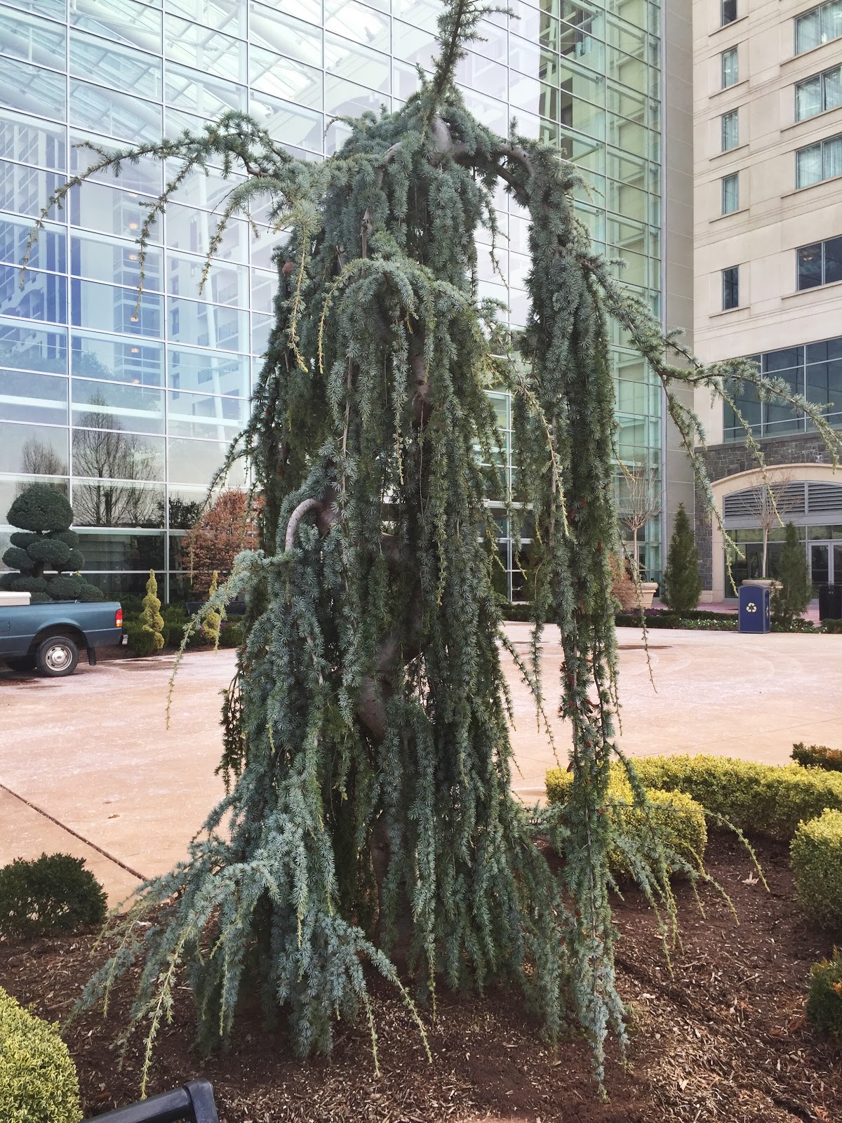 Tropical Plants and Specimen Conifers at Gaylord National Harbor Resort ...