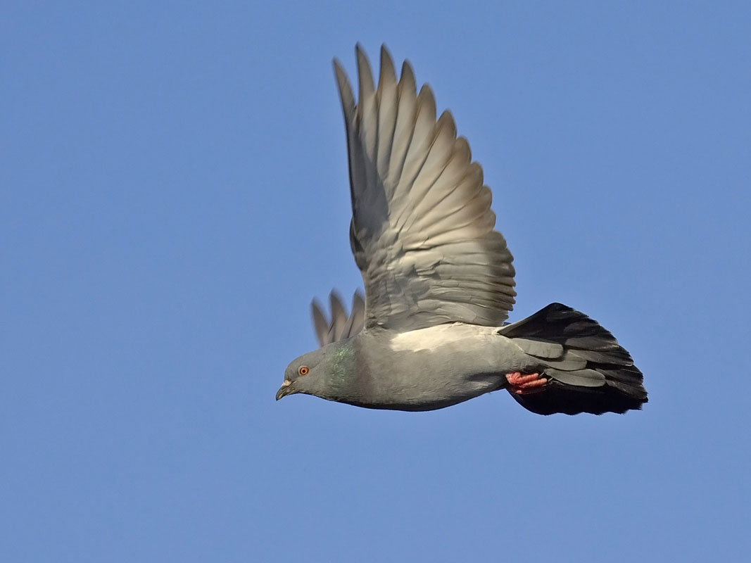 Mis amigas las palomas: Fotos paloma bravía (columba livia, paloma ...