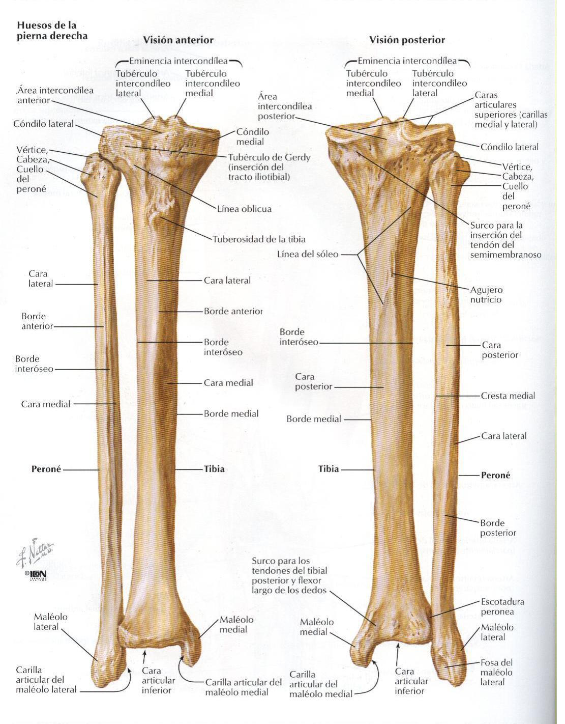 ASOTERCI - CASC: Miembro Inferior