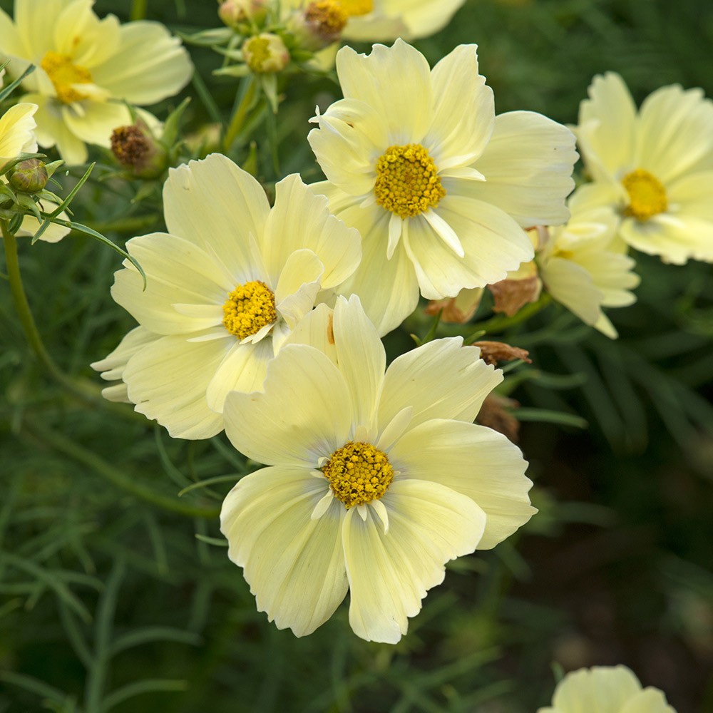 Seminte si plante de gradina hobby: Cosmos bipinnatus