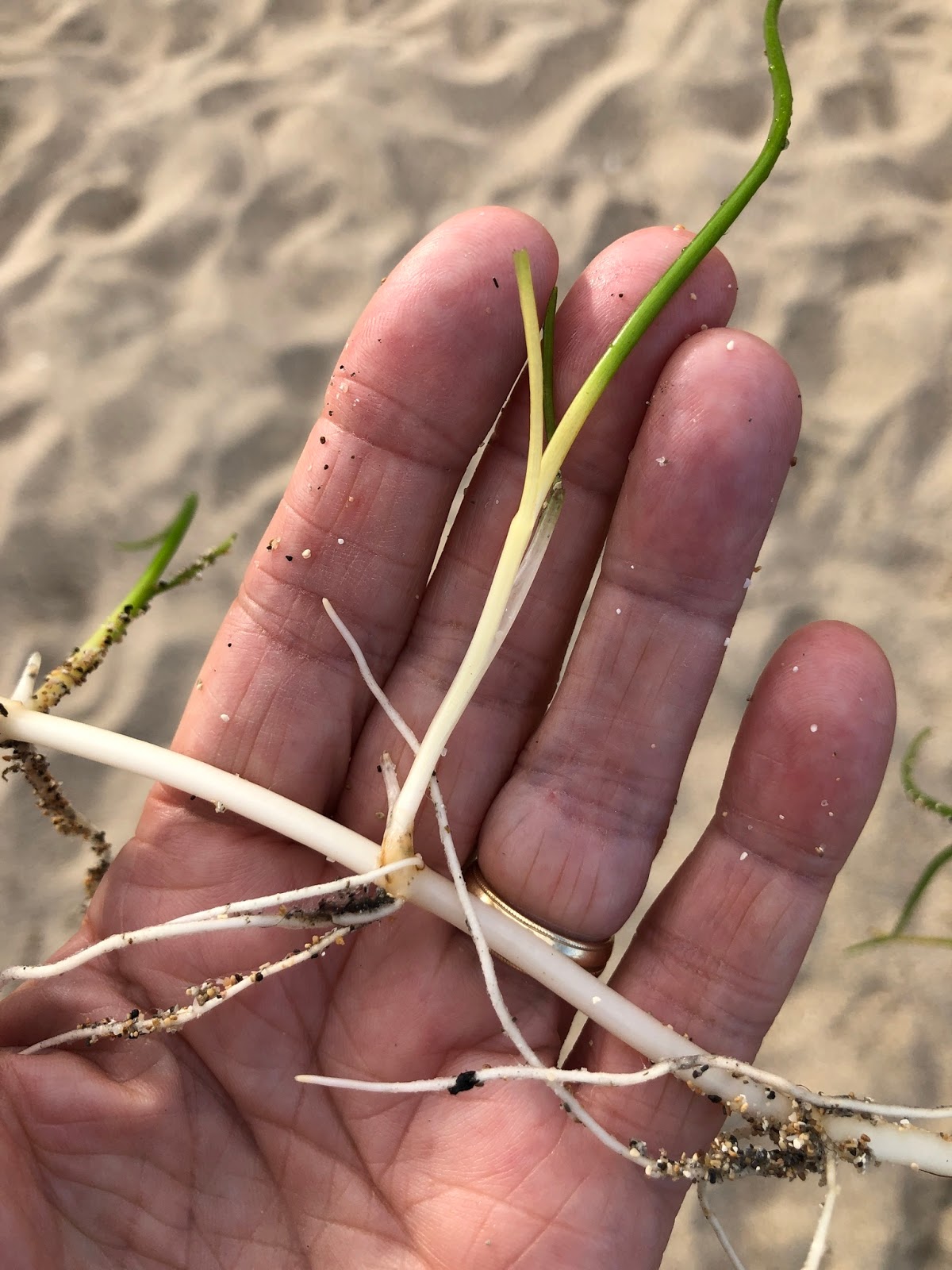 PLANT FAMILIES OF PUERTO RICO AND FLORIDA PAPO VIVES: CYMODOCEACEAE ...