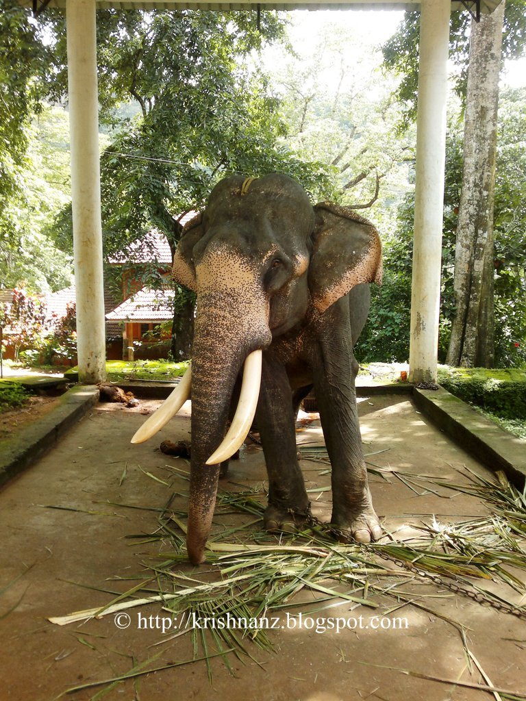 Elephant cage at Konni - TravelersOutlook: Travelers Photo Gallery