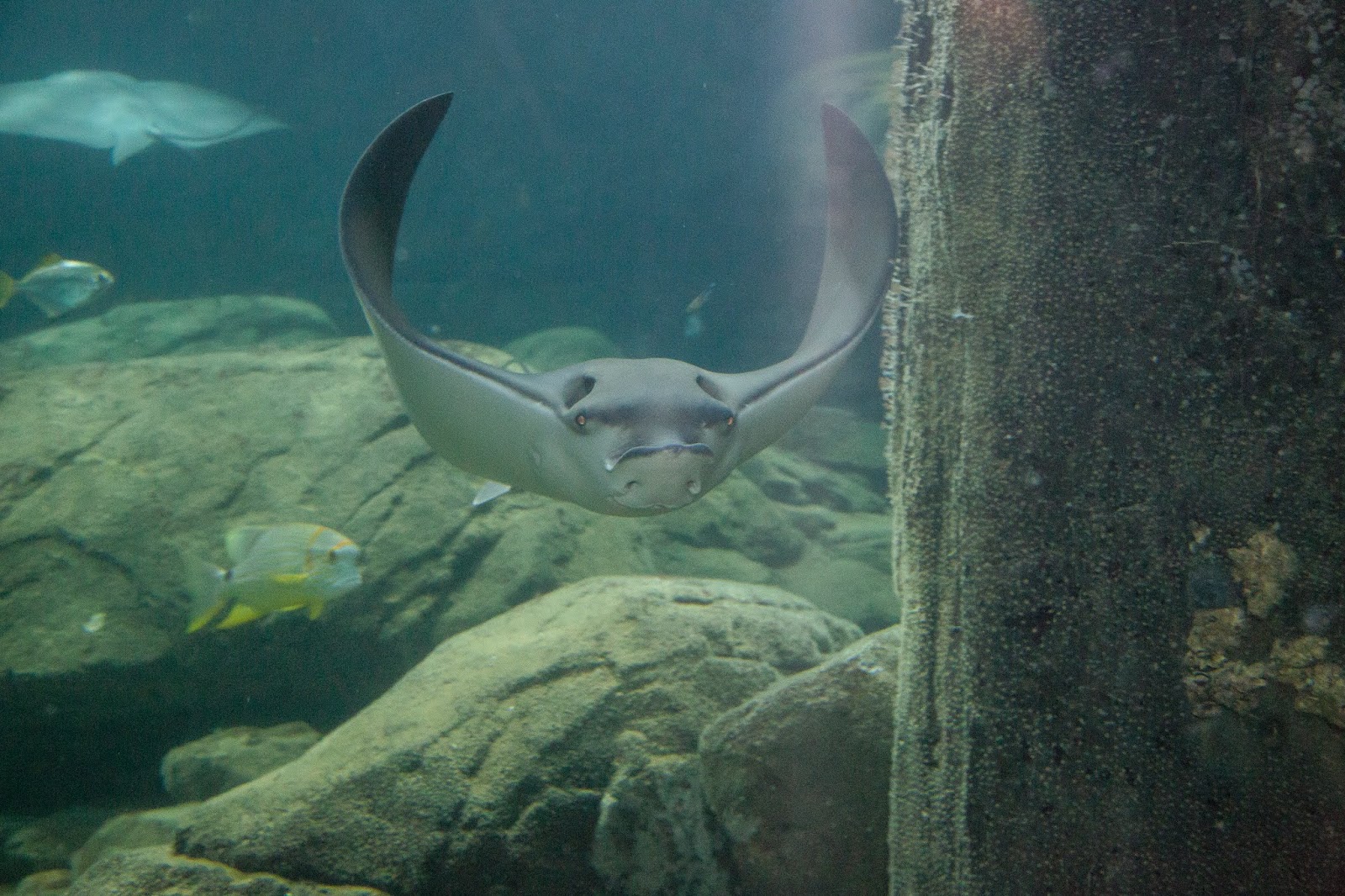 Zoo News Digest: 2019