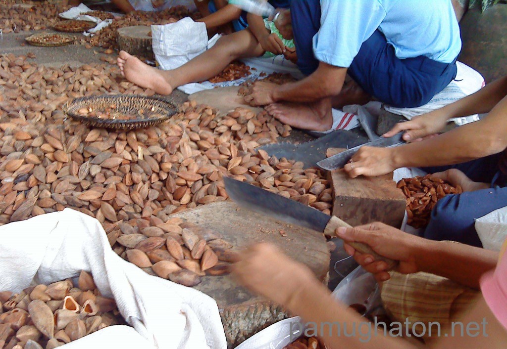 Awesome Bulusan!: How to get the pili kernels out of the hard shell? Awesome Bulusan!: How to get the pili kernels out of the hard shell?