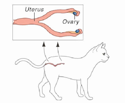 Finally i Find it !!: Signs of Pyometra in Cats