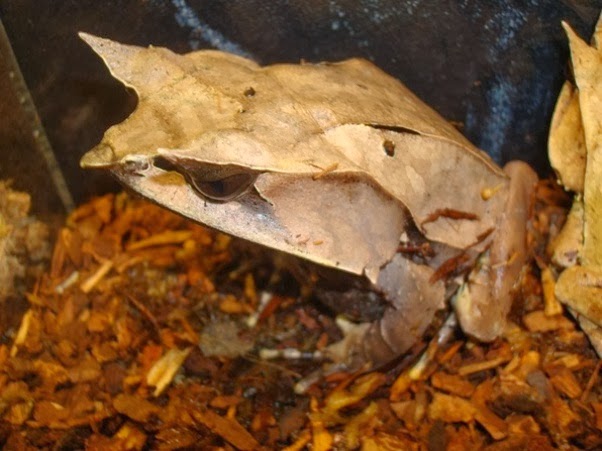 THE MALAYAN LEAF FROG - Megophrys nasuta |The Garden of Eaden