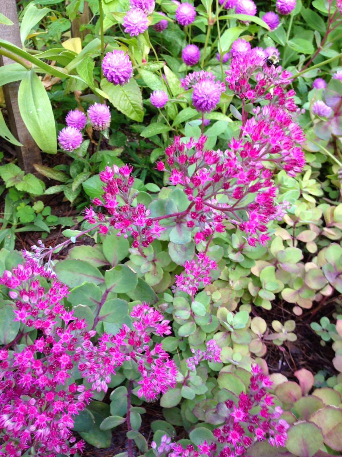 DesignsandEvents: The Joy of Late Blooming Summer Perennials