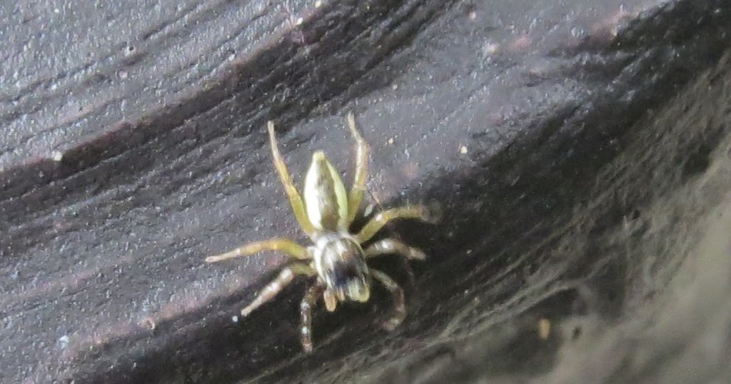 Kite的蜘蛛筆記: 【蠅虎科】Phintella versicolor 眼鏡黑條蠅虎 #1 (常見種)