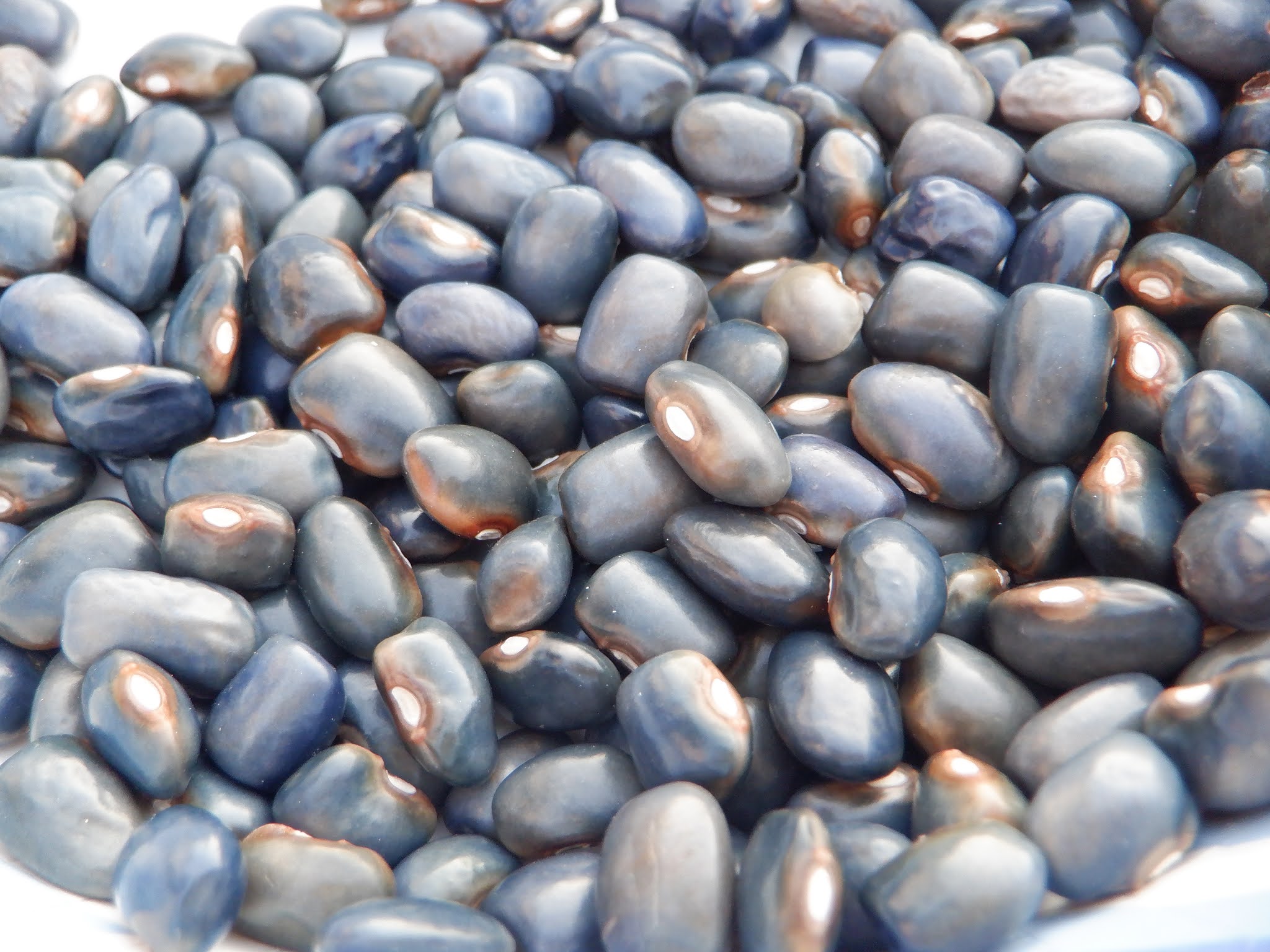 Nonna Anges blue beans and a few maples: BestBlueBeans Nonna Agnes