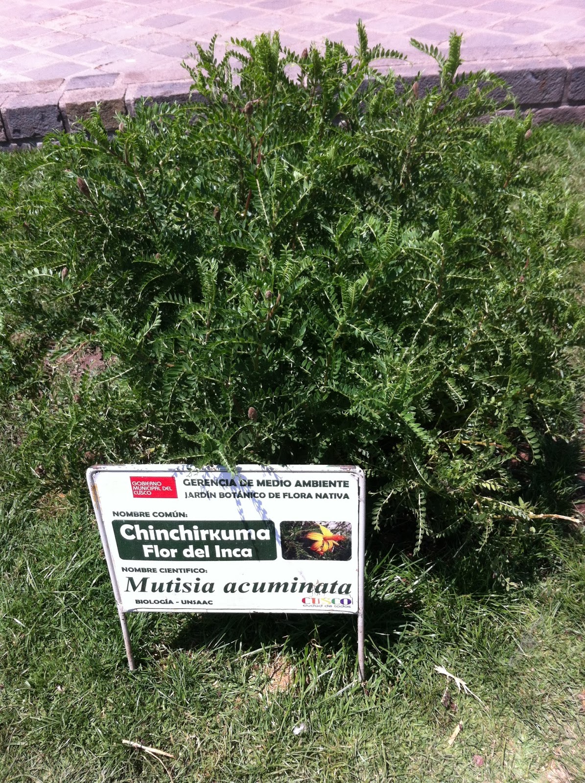 guia Cusco Peru: JARDIN BOTANICO DE LA PLAZA SAN FRANCISCO - PLANTAS DE ...