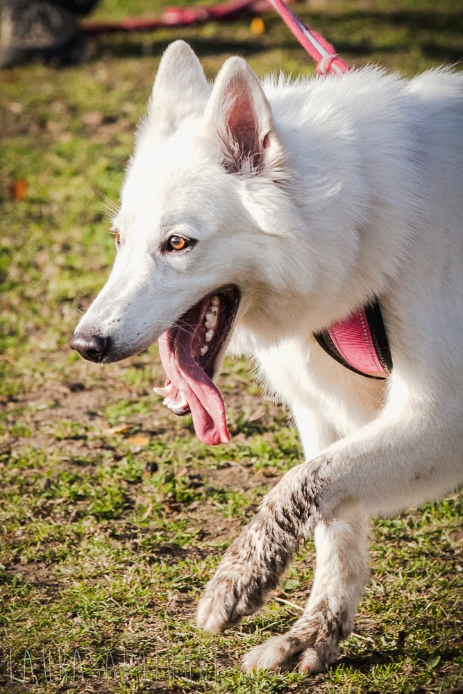 Paws Up: Paimenkoirat paimentaa