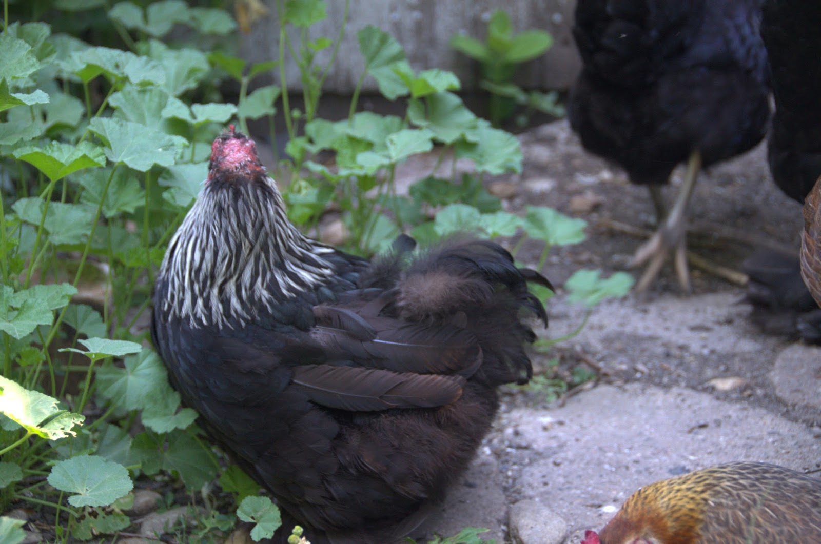 Gardening With Chickens and Other Trials of Farm Life: A little bald ...
