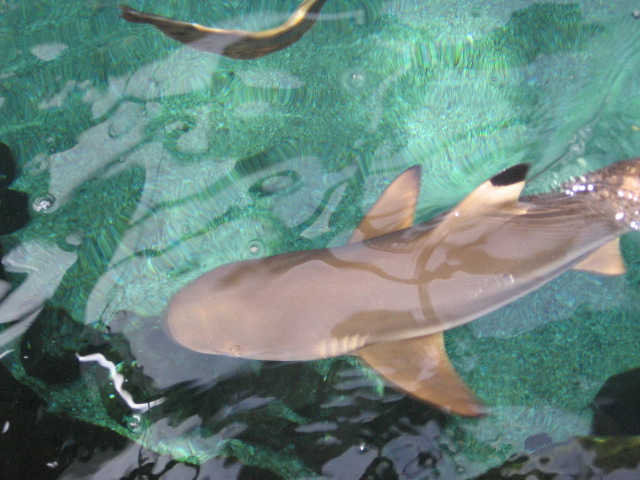 HIMB Community Education Program: HIMB Shark Research