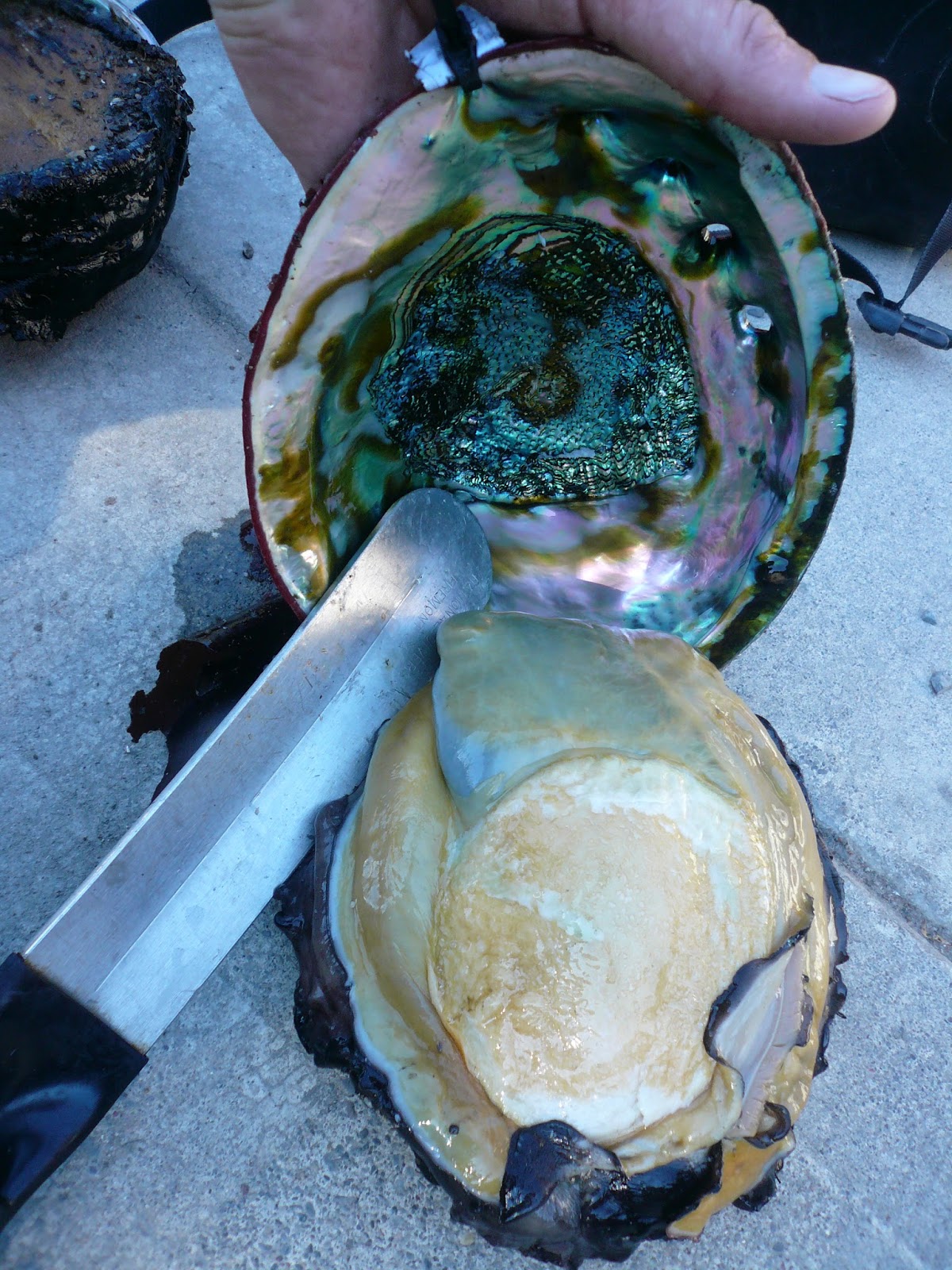 Countryman: Foraging California's Wild Side: Freediving for Abalone ...