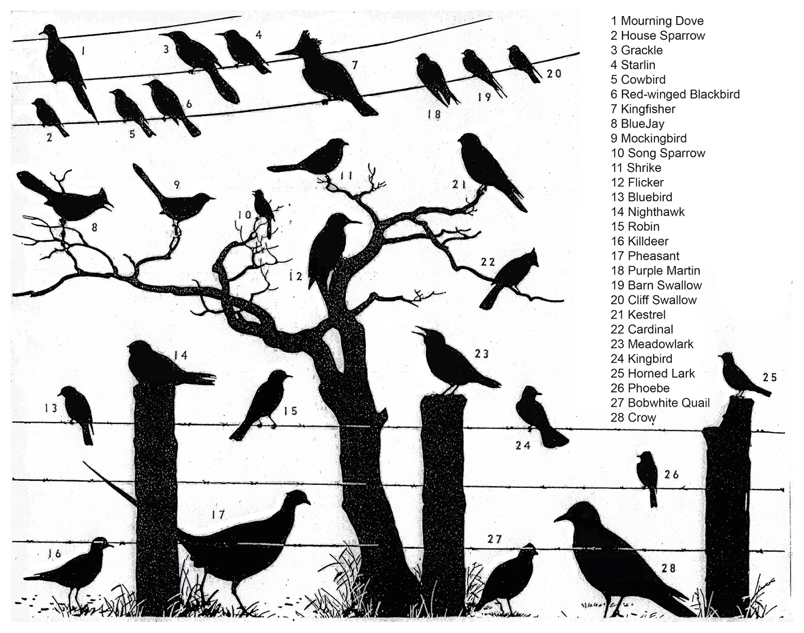 QuestX: Bird Silhouette Identification Sheets