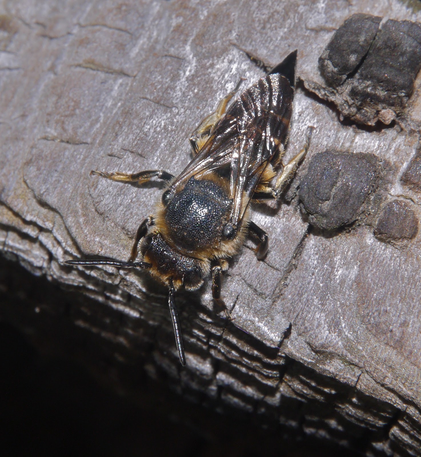 Northwest Norfolk Naturalists: Sharp-tailed Bee and its Leafcutter Bee host