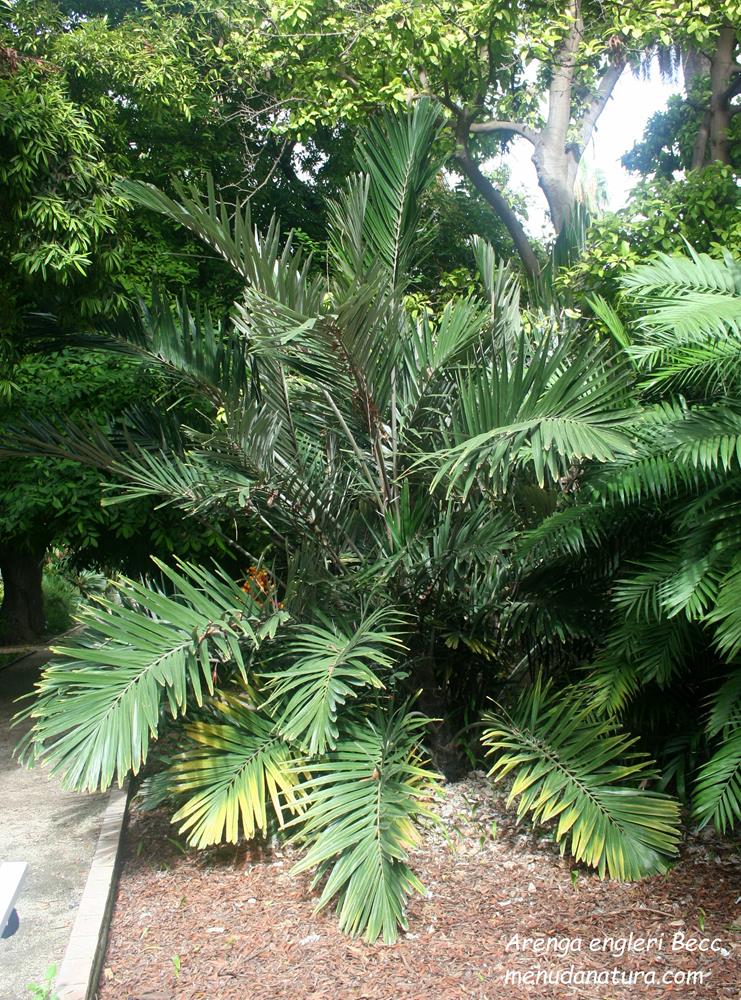 El Jardí de Menuda Natura: Palmera de Formosa