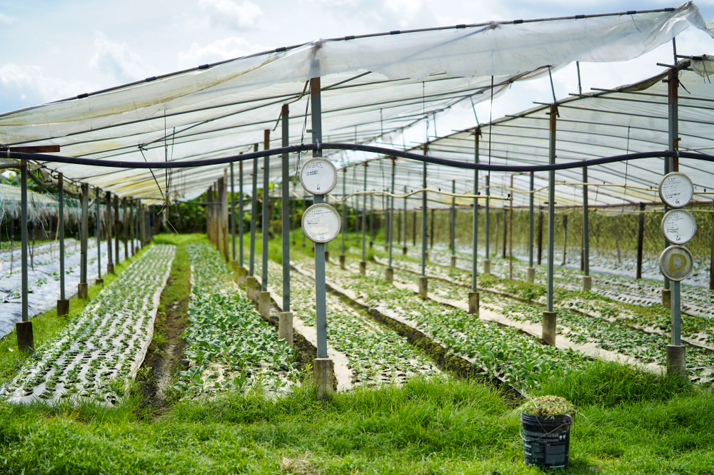 Kebun is currently open Friday through Sunday; stop by for wholesome ...