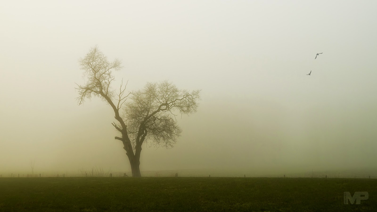 Holland's Nature Photography by Martin Podt