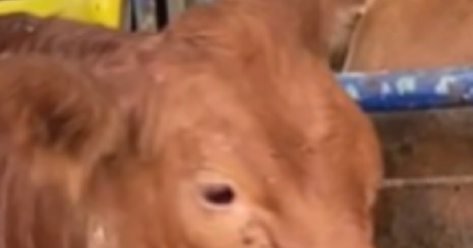 Christopher Keller: Beesechurger