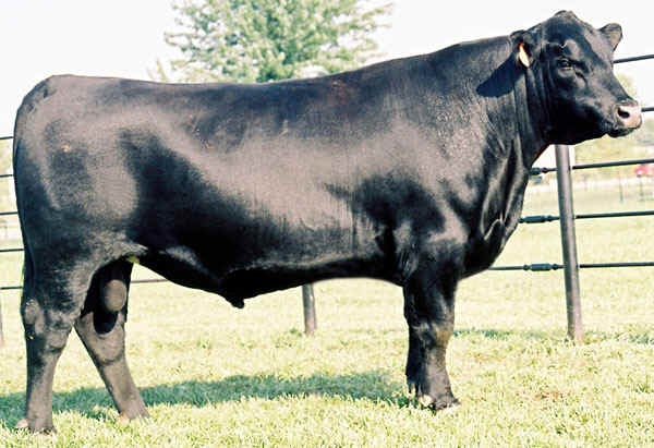 Ganadería del siglo XXI: DEFINICIÓN DE BOS TAURUS Y BOS INDICUS