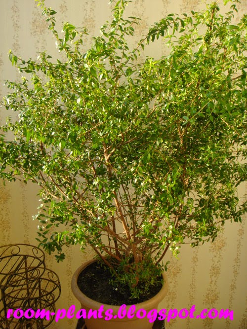 Plant's the soul of your flat: A myrtle care: How to grow Myrtus ...
