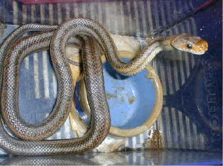 Baird's Rat Snake