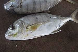 NEGOMBO SEAFOODS: Paraw (පරව්)