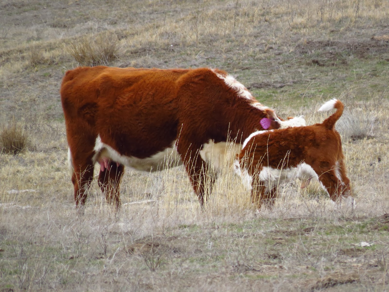 My Ranch Life: Calves, Calves & More Calves