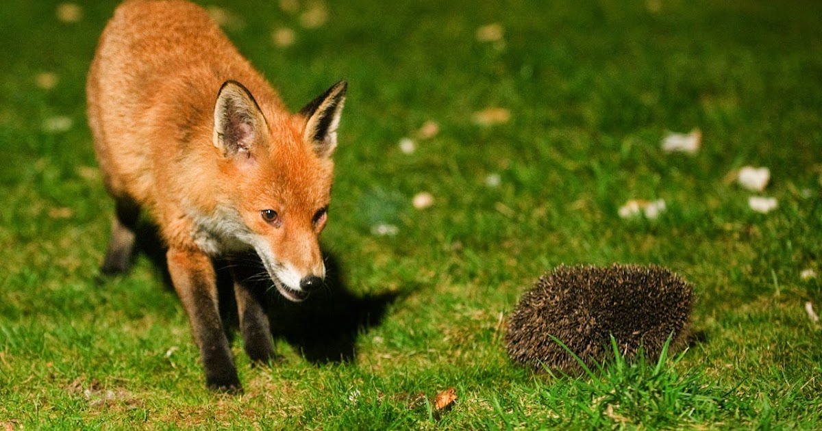 Iain Roberts' Blog: Scotland's Vote 22: Fox and Hedgehog