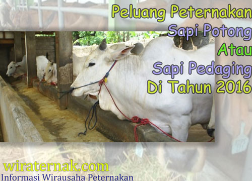 Peluang Peternakan Sapi Potong Atau Sapi Pedaging Di Tahun 2016 | Kicau ...