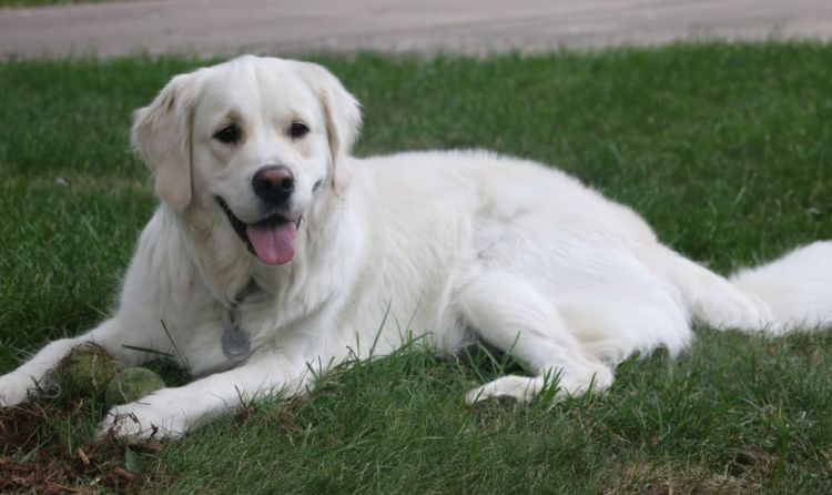 Indiana Goldens: Best English Cream Golden Retriever puppies in Indiana