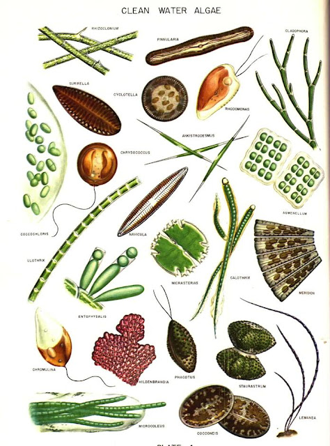 Merlins Micro World: Freshwater Microflora- Freshwater Microbial Diversity