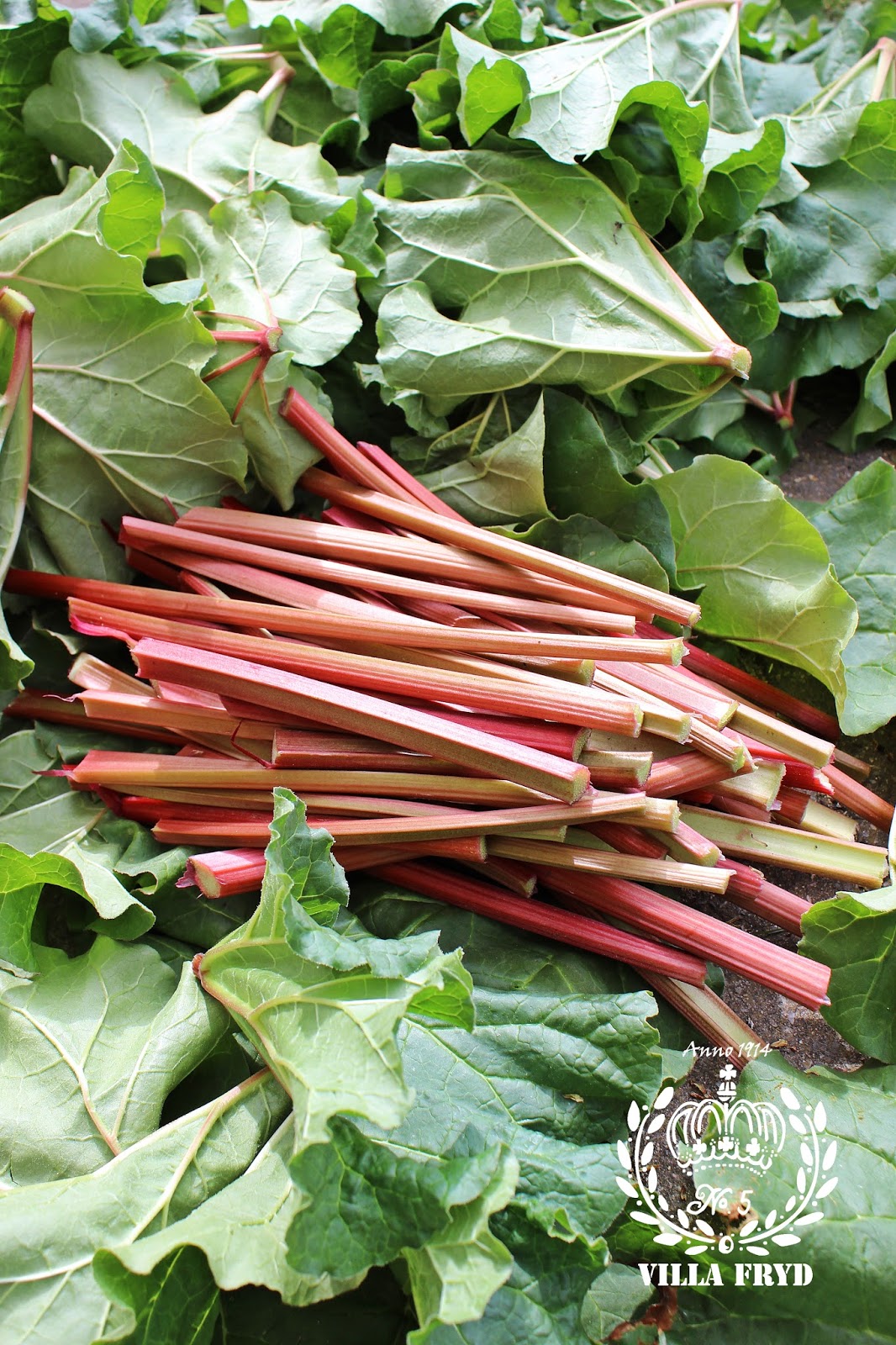 Hos Villa Fryd: Rabarber Skum