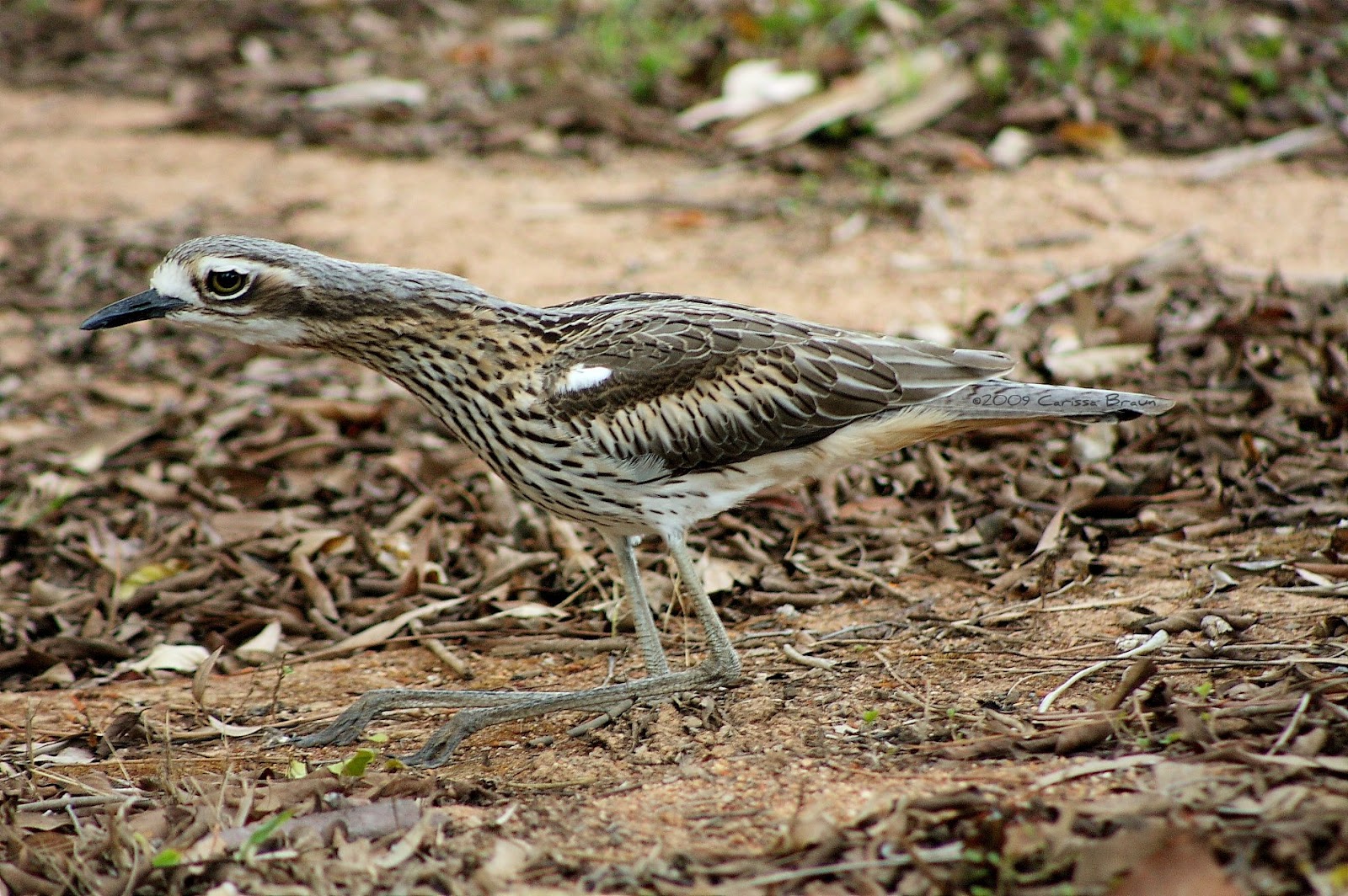 Nature Photography and Facts : Bush Stone-curlew