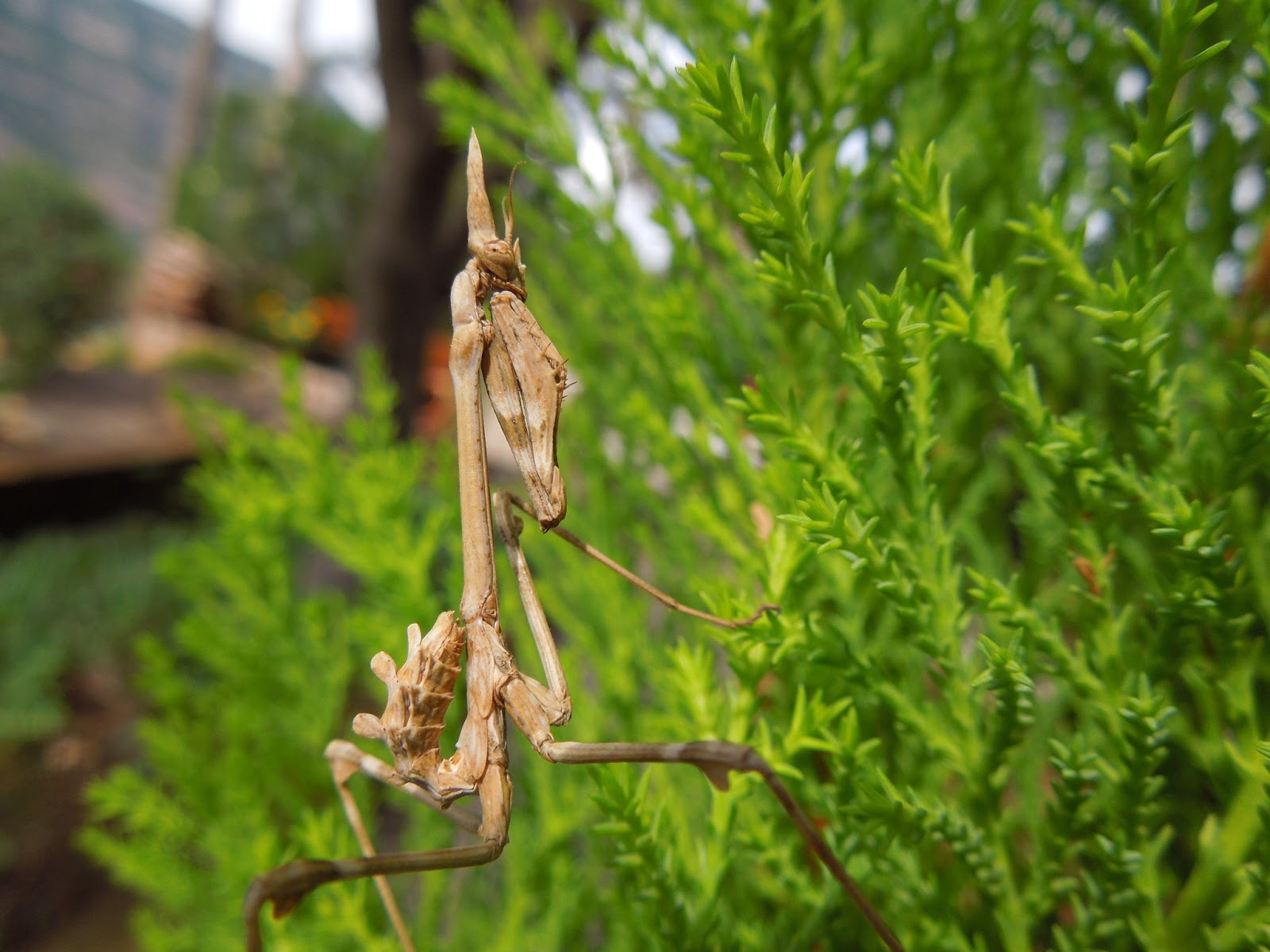 MANTIS PALO - BOTÀNIC SERRAT
